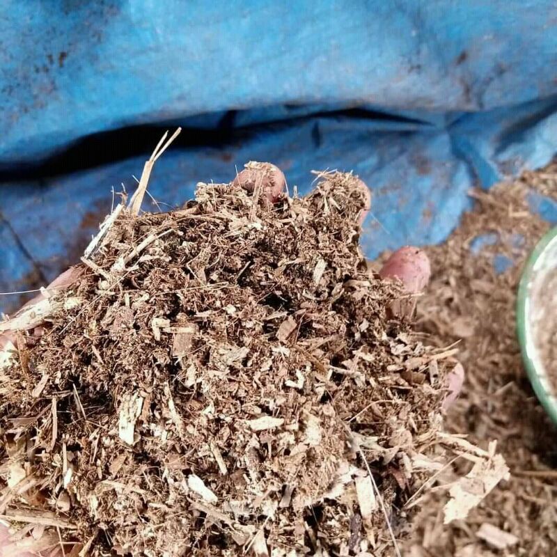 Jual Daun bambu kering 400 gram | Shopee Indonesia