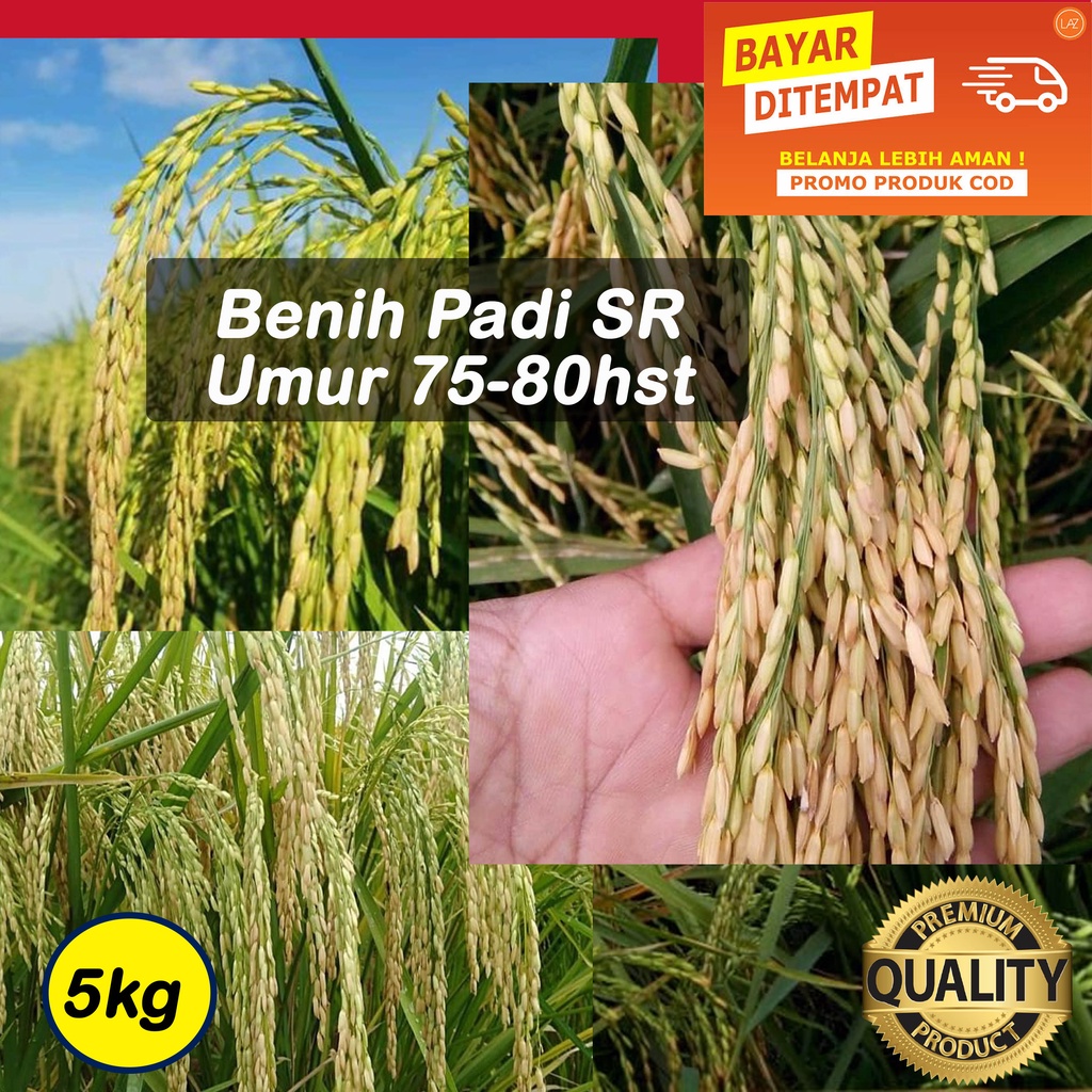 Jual Biji Padi SR padi GENJAH Kemasan 5KG | Shopee Indonesia