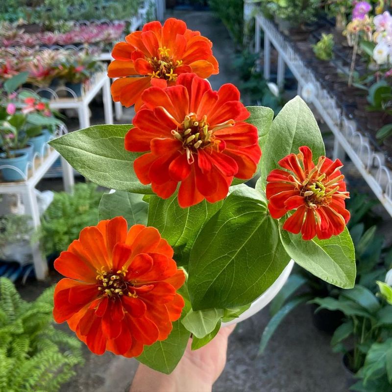 Jual TANANAN HIAS HIDUP BUNGA ZINNIA (READY 3 WARNA) | Shopee Indonesia