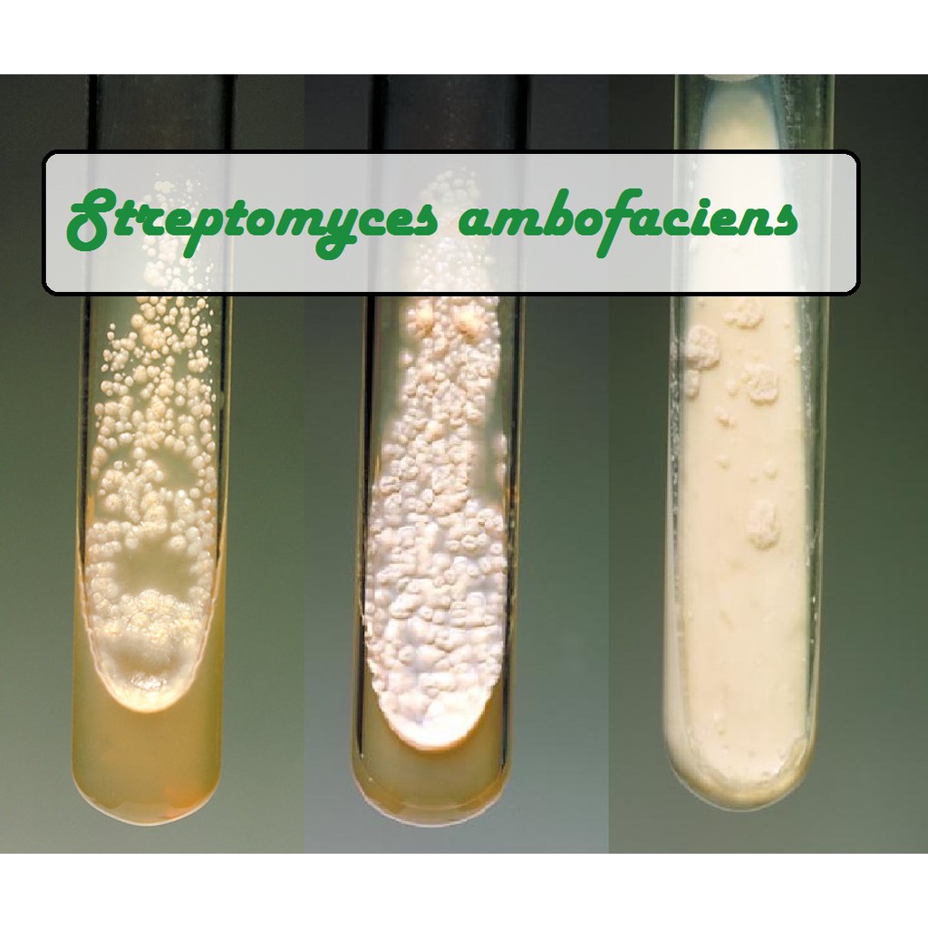 Jual Biakan Streptomyces ambofaciens Murni Isolat Streptomyces | Shopee ...