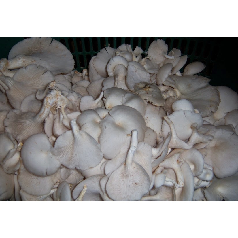 Jual Jamur Tiram Terlengkap & Harga Terbaru April 2026 | Shopee Indonesia