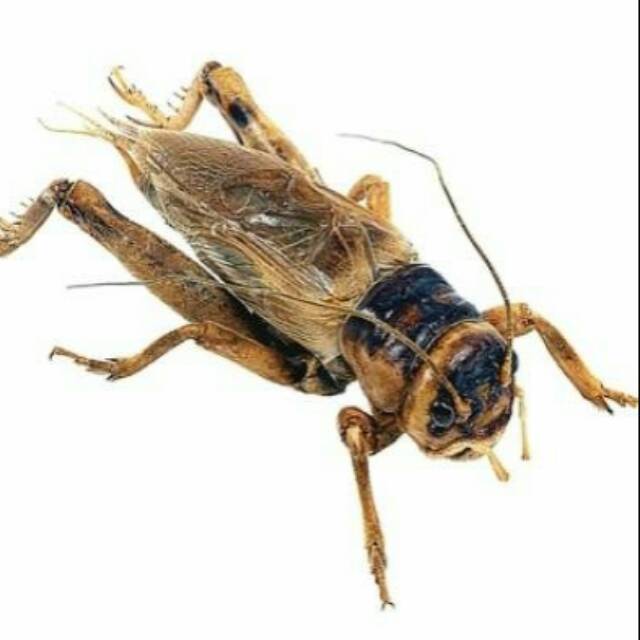 Jual Jangkrik Genggong / Jangjrik Pengusir Tikus0 | Shopee Indonesia