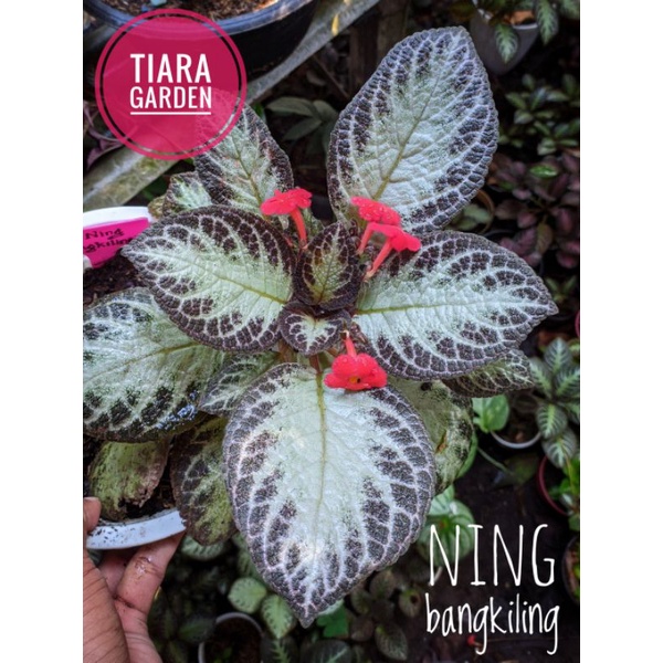 Jual Episcia Hybird Ning Bangkiling (bunga merah) | Shopee Indonesia