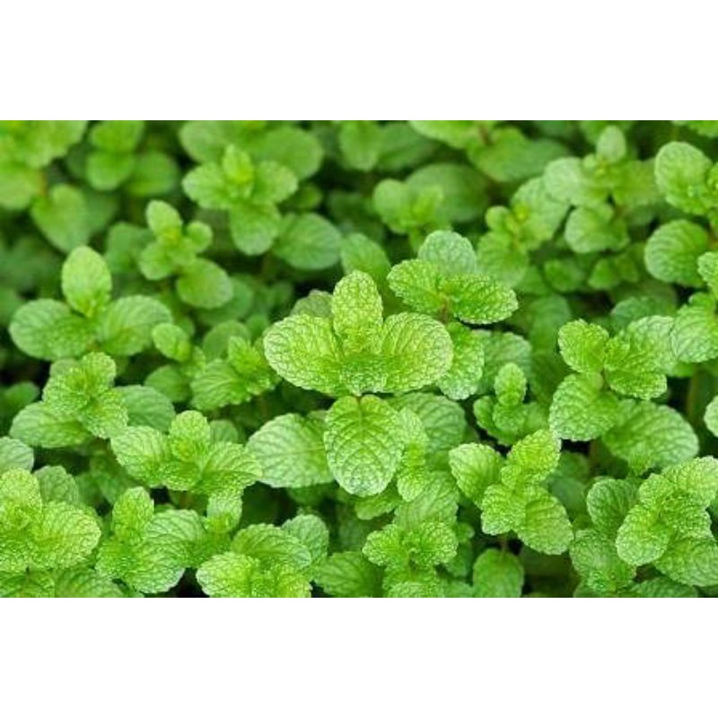 Jual 10 Biji Benih tanaman sayur sayuran COMMON MINT HERBAL Benih ...
