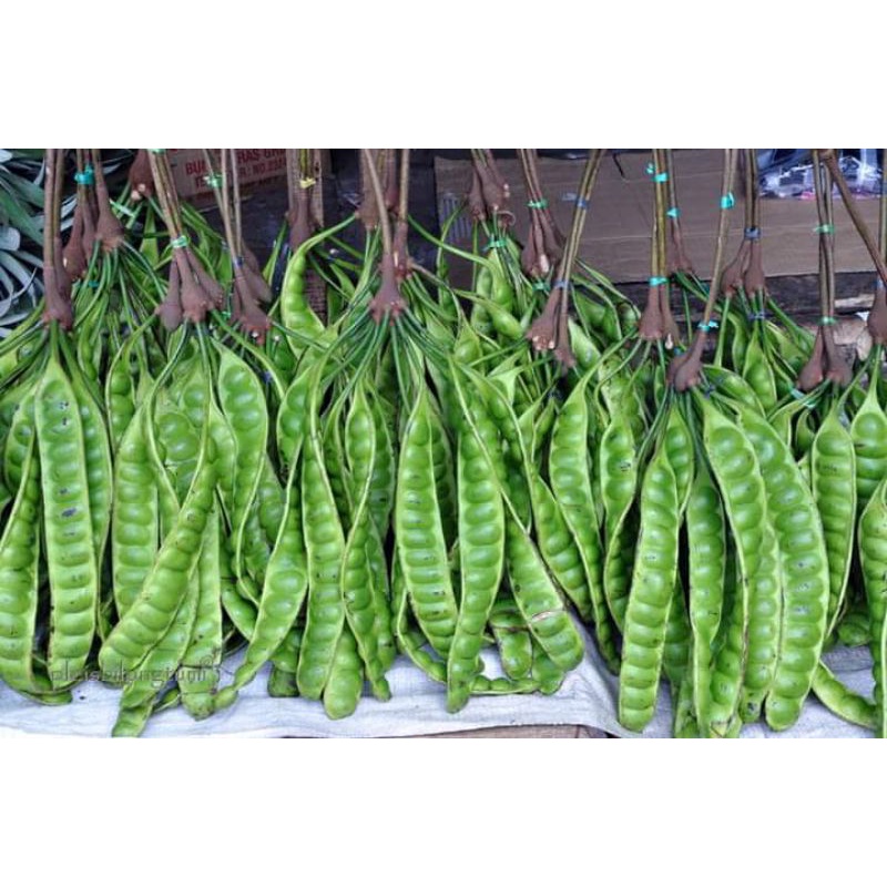 Jual BUAH PETAI PETE segar satu ikat isi 10 | Shopee Indonesia