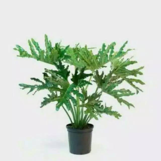 Jual Tanaman hias philo dendron - pilo dendrum | Shopee Indonesia
