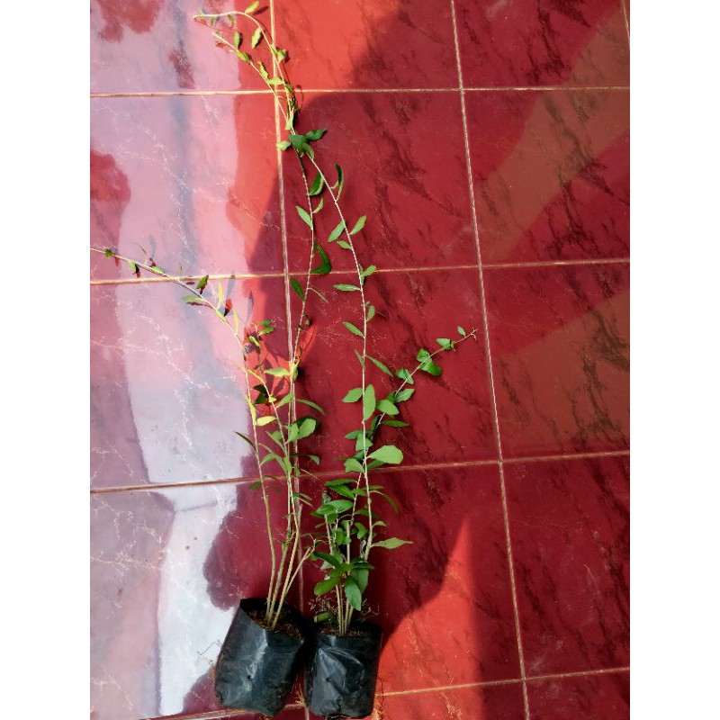 Jual Tanaman Hias 1 meter Lee Kwan yew - Li Kwan yu - Lee Kwan yu per ...