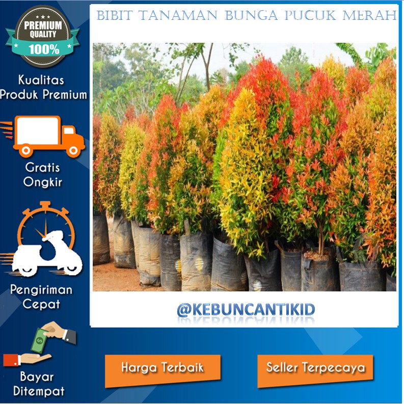 Jual BIBIT TANAMAN HIAS BUNGA PUCUK MERAH MURAH ASLI UNGGULAN | Shopee ...