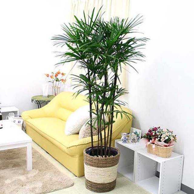 Jual Tanaman hias indoor palem regu 1 meter gojek only | Shopee Indonesia