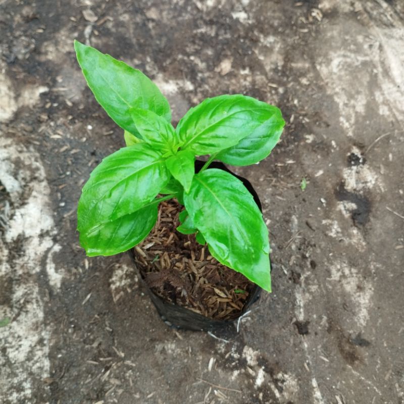 Jual BIBIT TANAMAN SWEET BASIL, BASIL HERBAL REMPAH BUMBU DAPUR ...