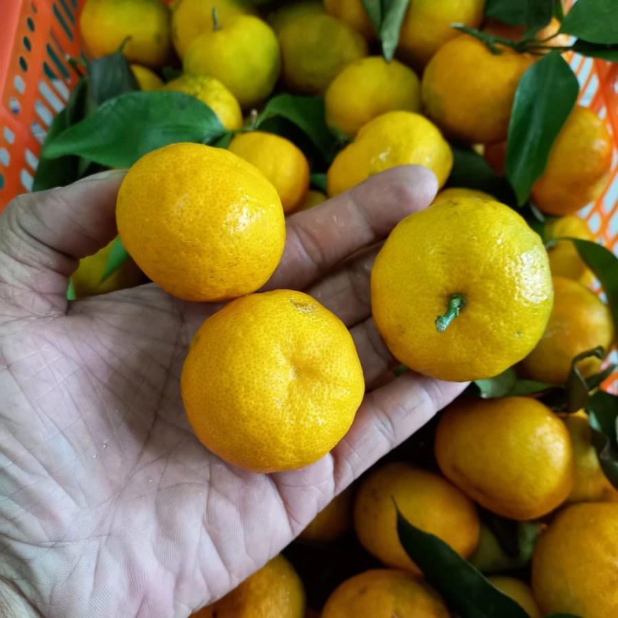 Jual Santang Mini Jeruk Mini Kecil Enak Manis Jeruk Kupas Musiman Segar Shopee Indonesia