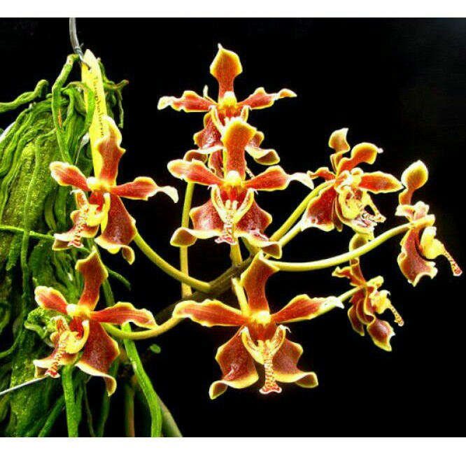 Jual Anggrek Paraphalaenopsis Labukensis | Shopee Indonesia