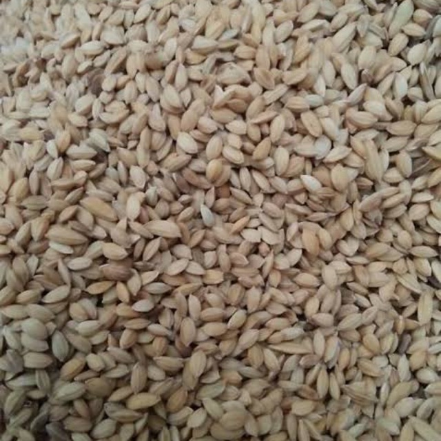 Jual GABAH BANGKOK 1 KG | Shopee Indonesia