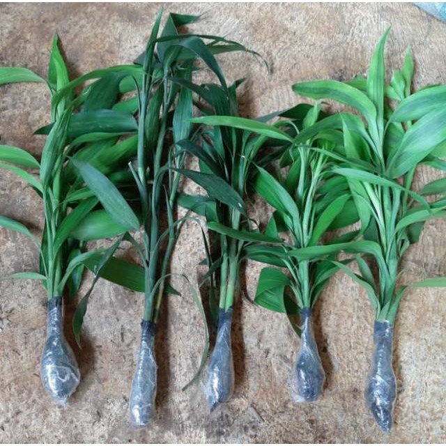 Jual Tanaman hias sri rejeki bambu hoki hijau rezeki pohon ...