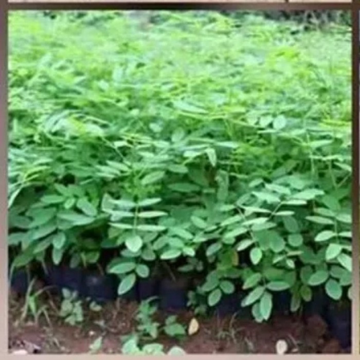Jual Murah! Bibit Tanaman Pohon Indigofera Super (ORIGINAL) | Shopee ...