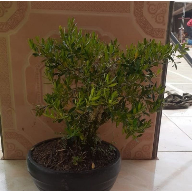 Jual tanaman boksus siapa Jang | Shopee Indonesia