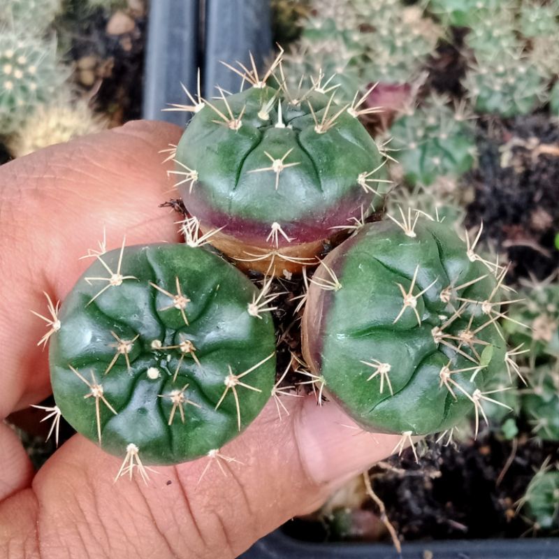 Jual kaktus damsi purple (3 pcs) | Shopee Indonesia