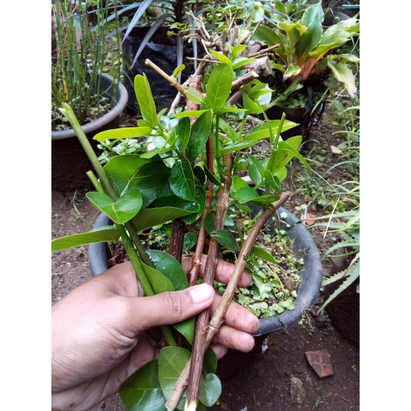 Jual bibit stek batang tanaman bonsai sancang | Shopee Indonesia
