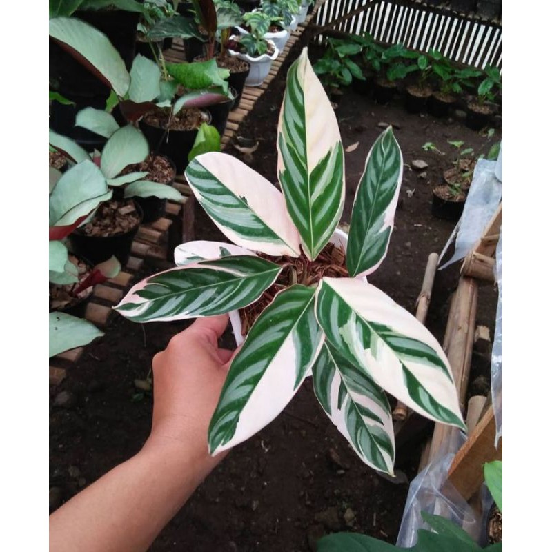 Jual Calathea tricolour variegata | Shopee Indonesia