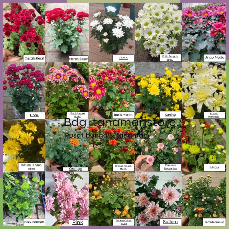 Jual PILIH WARNA! TANAMAN BUNGA KRISAN SERUNI ASTER GRADE SUPER ...