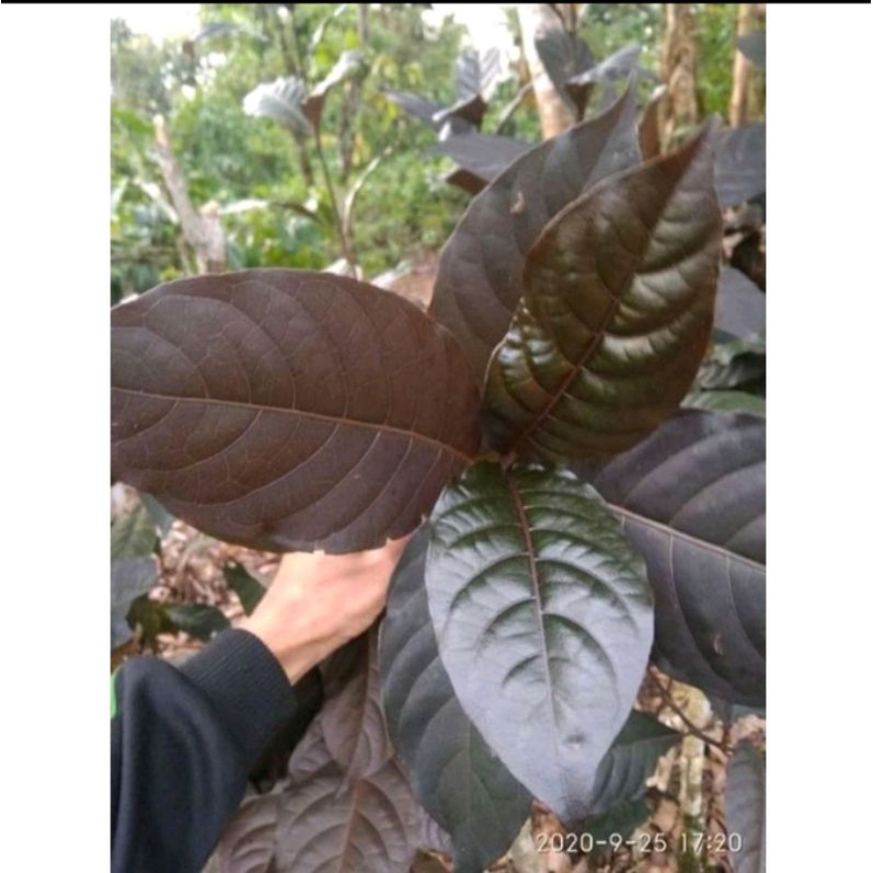 Jual Daun Ungu Daun Handalem 30 Lembar Asli Segar | Shopee Indonesia