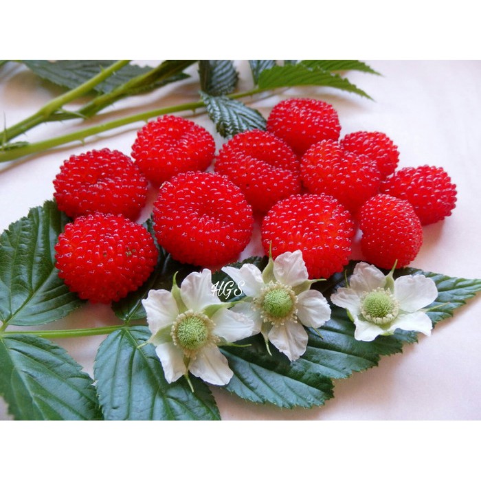 Jual Bibit Tanaman Buah Atherton Raspberry Unggulan Siap Tanam | Shopee ...