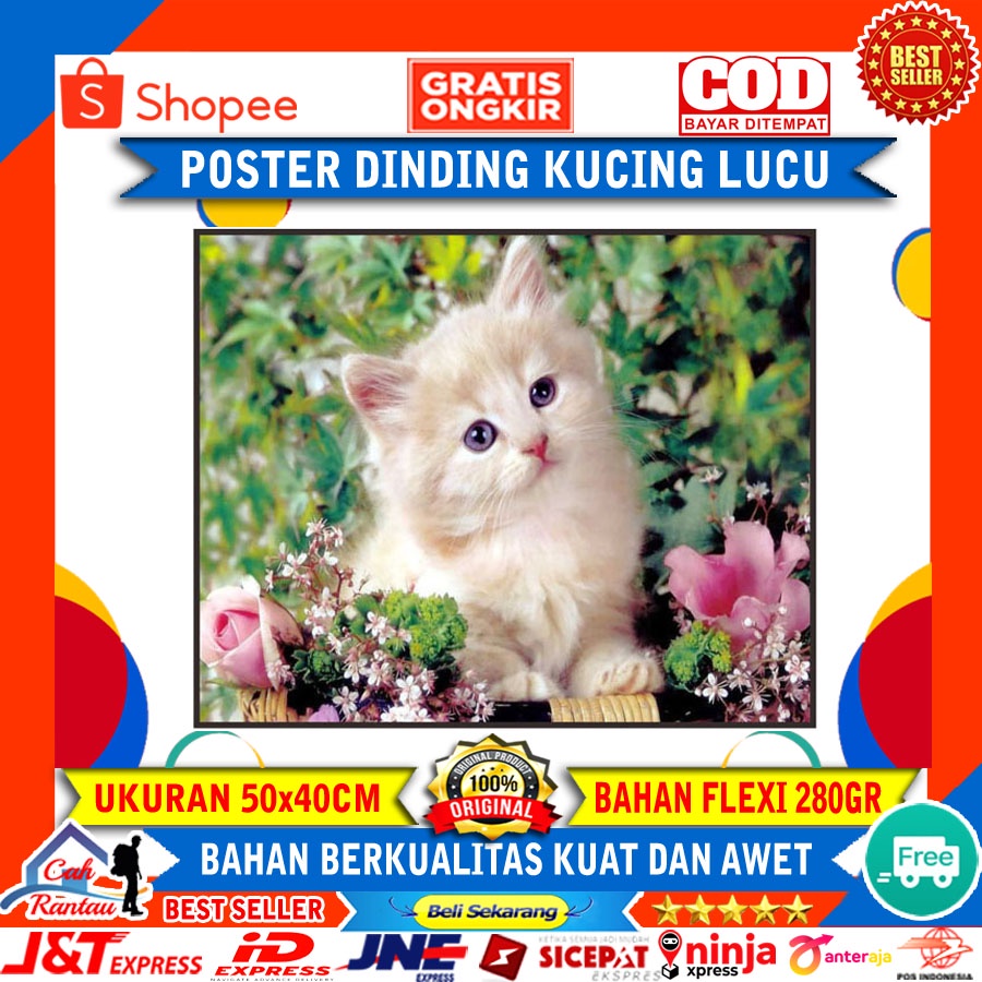 Jual Poster Gambar Hewan Kucing Meong | Shopee Indonesia