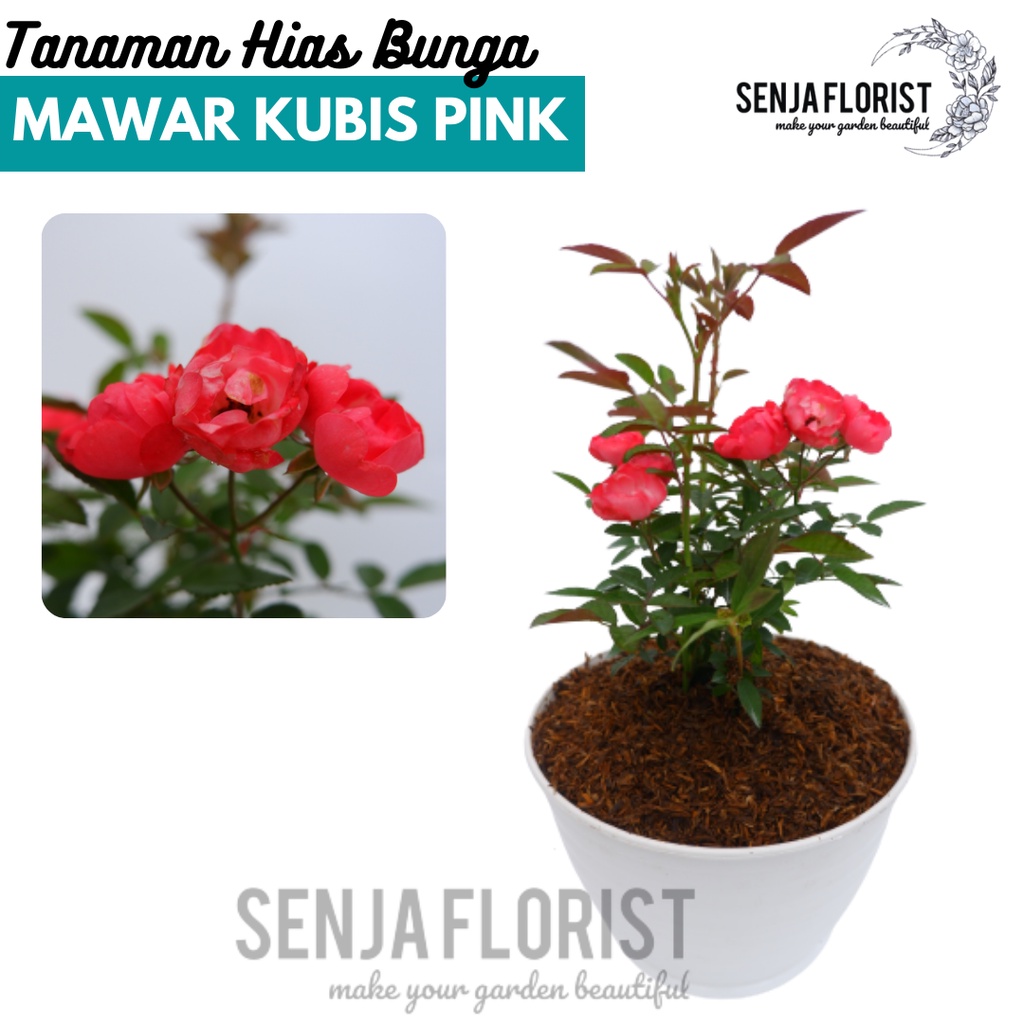 Jual Tanaman Bunga Mawar Kubis Pink - Mawar Telur Pink Berbunga ... Jual Tanaman Bunga Mawar Kubis Pink - Mawar Telur Pink Berbunga ...