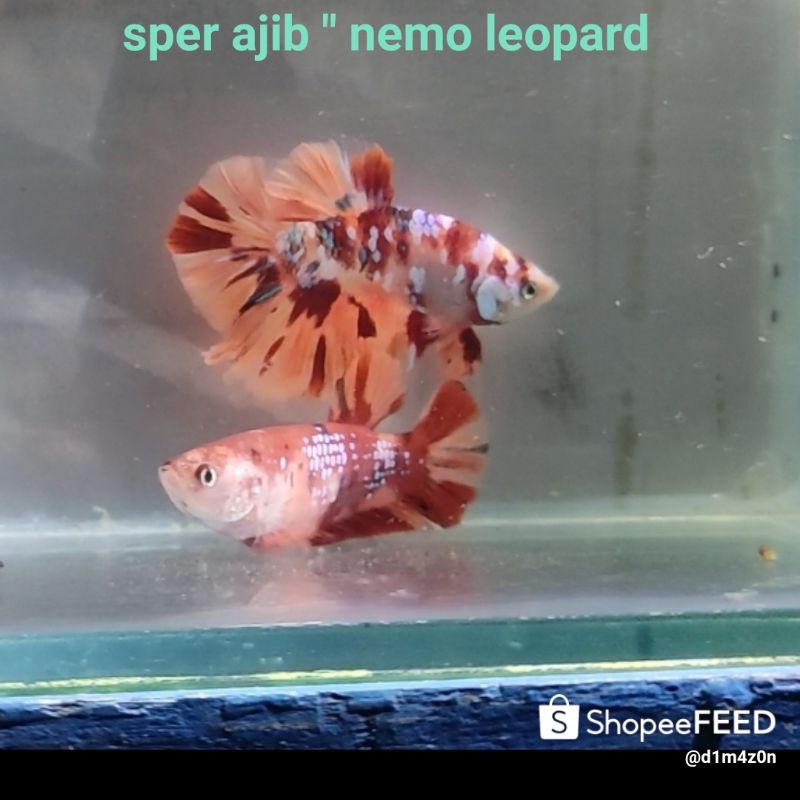 Jual ikan cupang nemo leopard jenis plakat | Shopee Indonesia