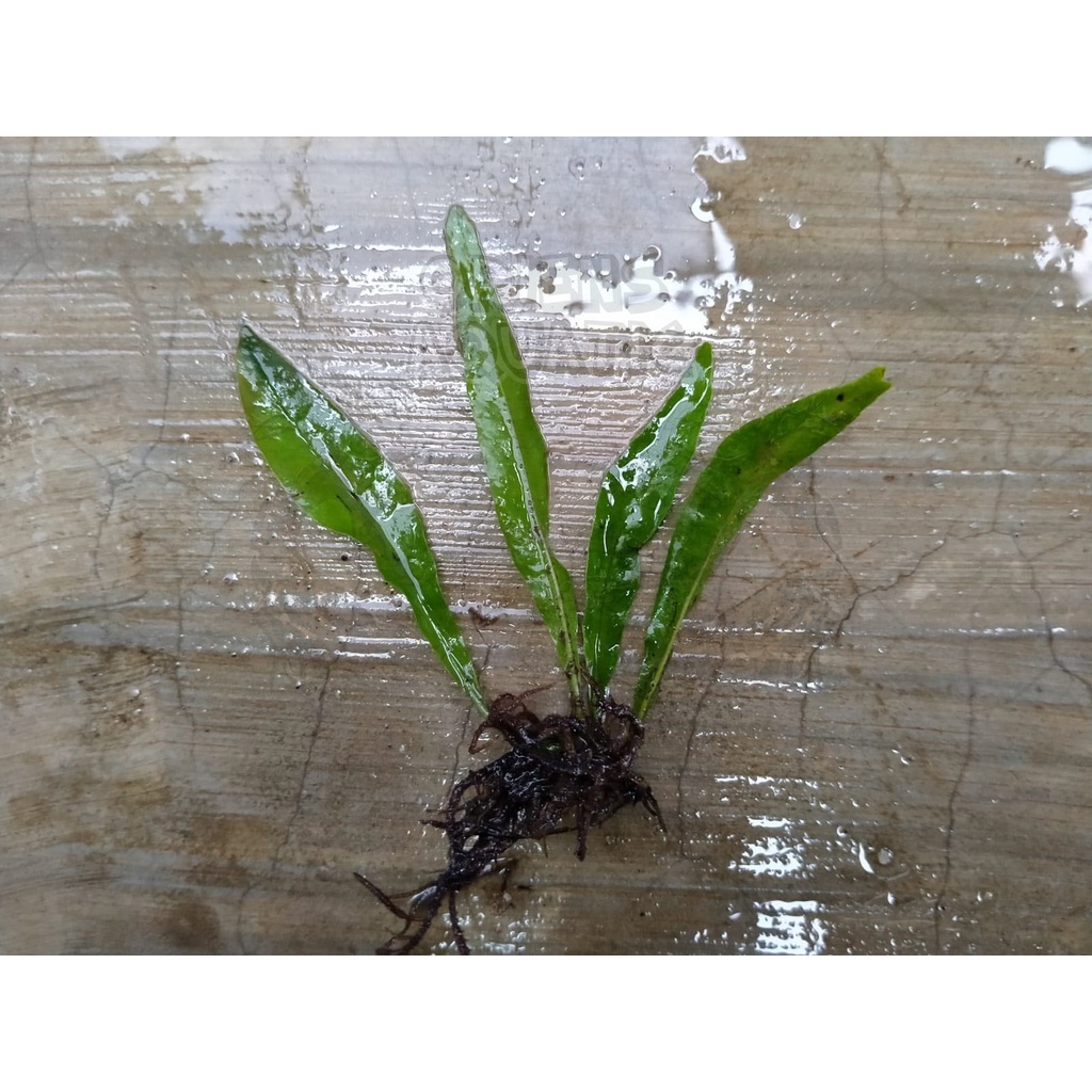 Jual Tanaman Aquascape - Mini Kadaka Java Fern / Microsorum Pteropus ...