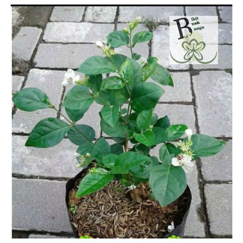Jual Tanaman Bunga Melati Wangi Jasmine | Shopee Indonesia