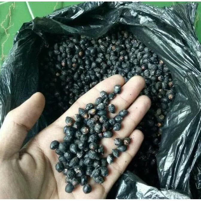 Jual Jual 1 Kg Benih Biji Palem Pinang Merah Siap Semai | Shopee Indonesia