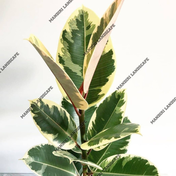 Jual PROMO!! Tanaman Hias Karet Kebo Variegata Tanaman hidup-bunga ...