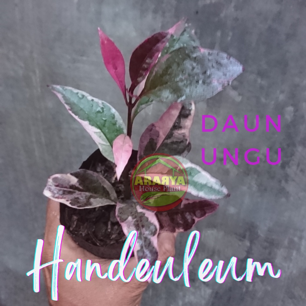 Jual Bibit Daun Ungu Ori Tanaman Handeuleum Obat Wasir Tanaman Herbal ...