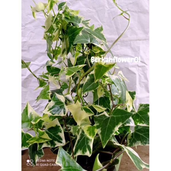 Jual Tanaman Gantung Ivy Rimbun + Pot, Tanaman Ivy rambat, Tanaman ...