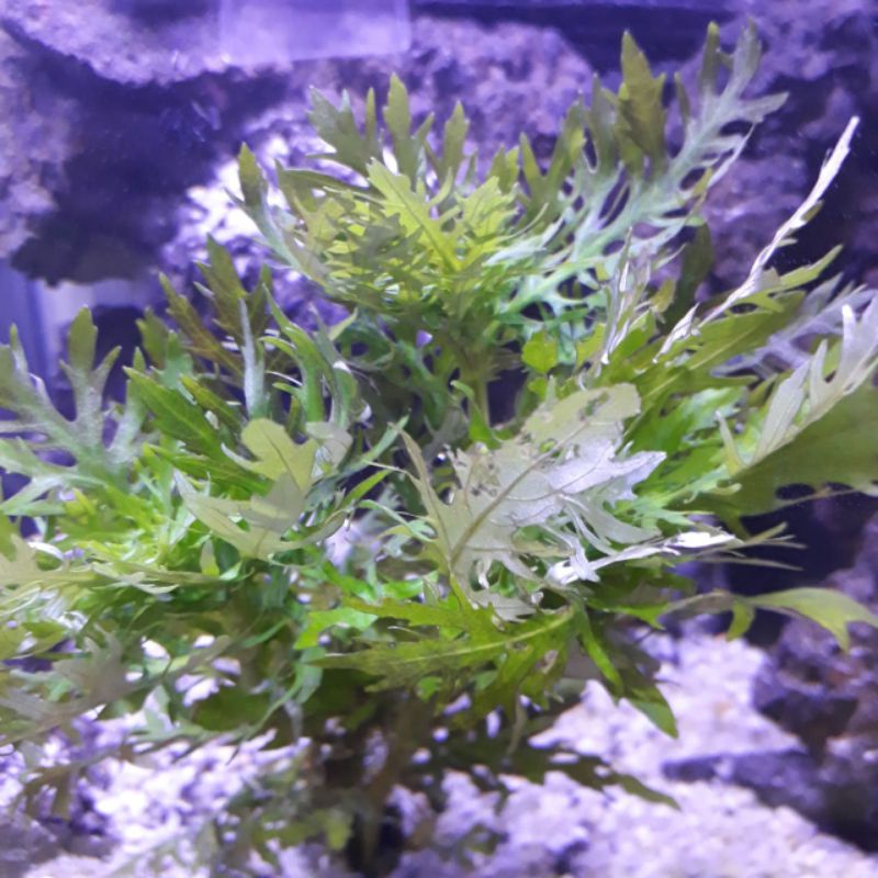 Jual Aksesoris aquarium Hygrophila Difformis tanaman aquascape ...