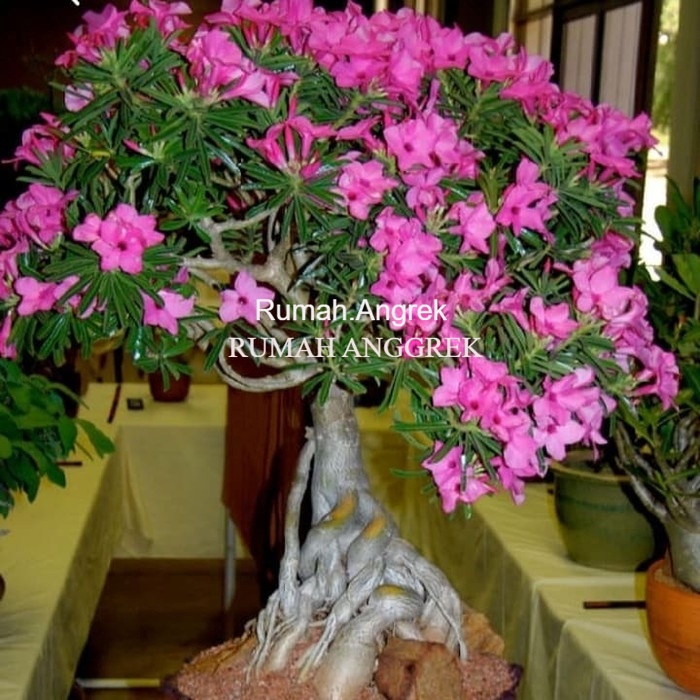 Jual PROMO.!bonsay pohon kamboja adenium cabang seribu bunga tumpuk ...