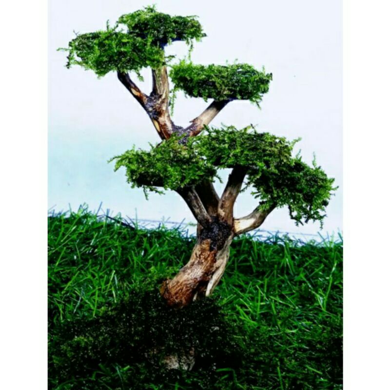 Jual BONSAI AQUASCAPE MINI BONUS MOS (COD) | Shopee Indonesia