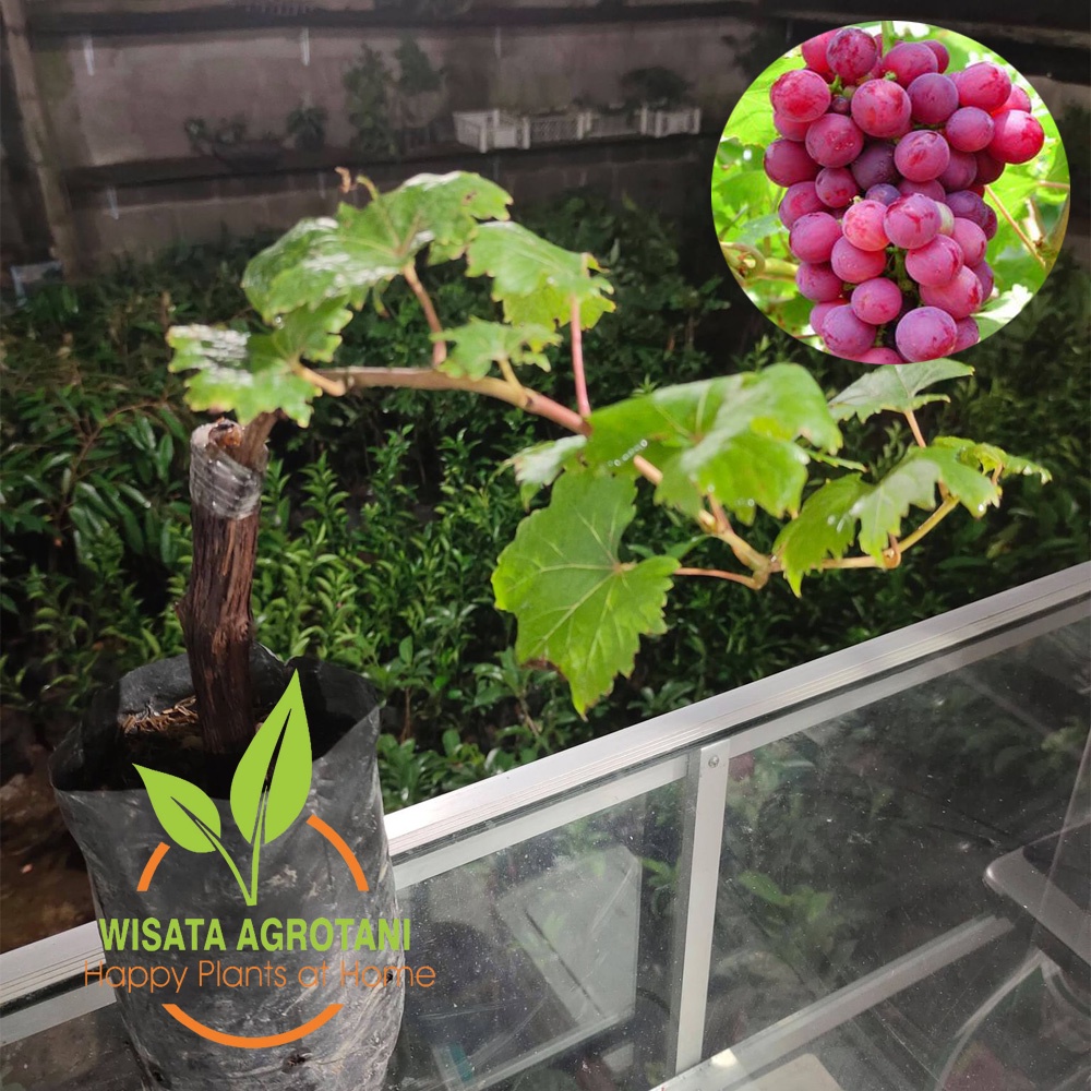 Jual BIBIT CAROLINE BLACK ROSE GRAFTING ANGGUR IMPORT ASLI OKULASI ...