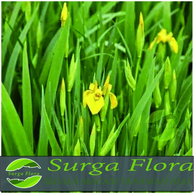 Jual Tanaman Hias Bunga Iris - Bunga Airis | Shopee Indonesia