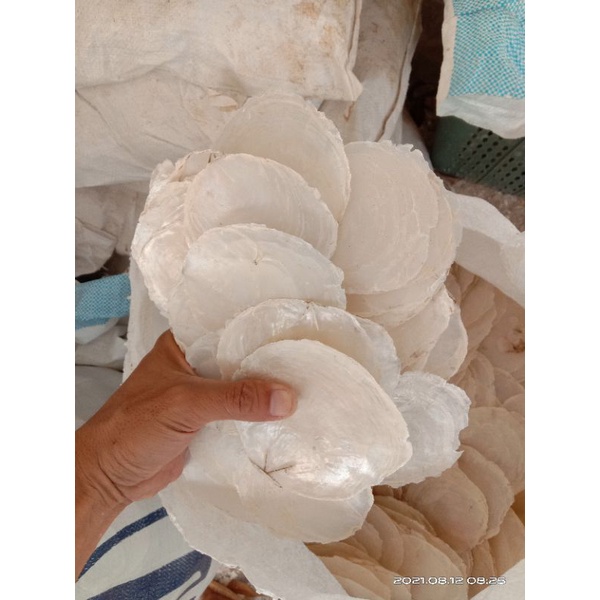 Jual capiz shell cangkang simping kulit simping kerajinan laut | Shopee ...