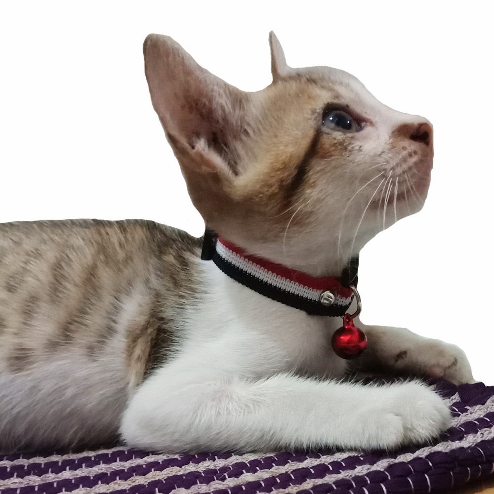 Jual Kalung Kitten Cabi Motif Garis Anak Kucing Hamster Tikus Musang ...