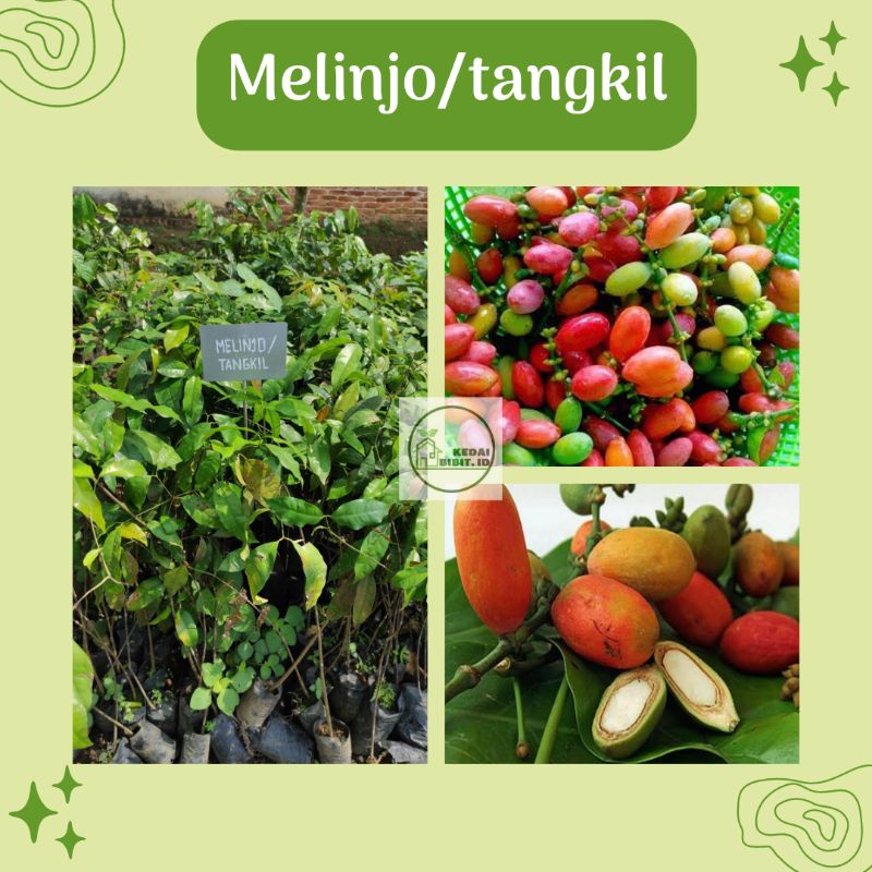 Jual Bibit pohon melijo/tangkil kedai bibit.id (minimal order 2 batang ...