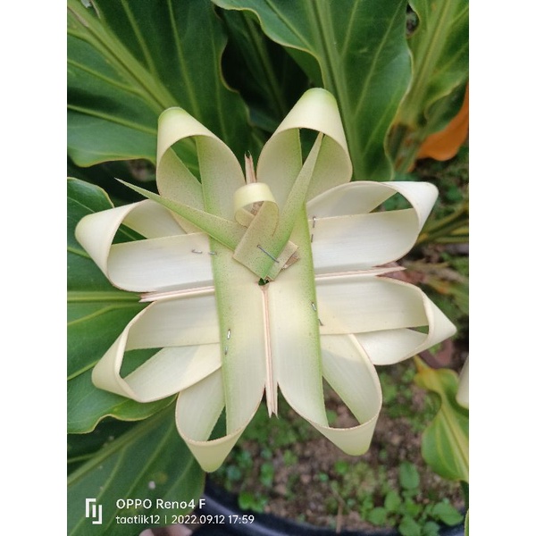 Jual Canang Sari busung bali per 50pcs | Shopee Indonesia