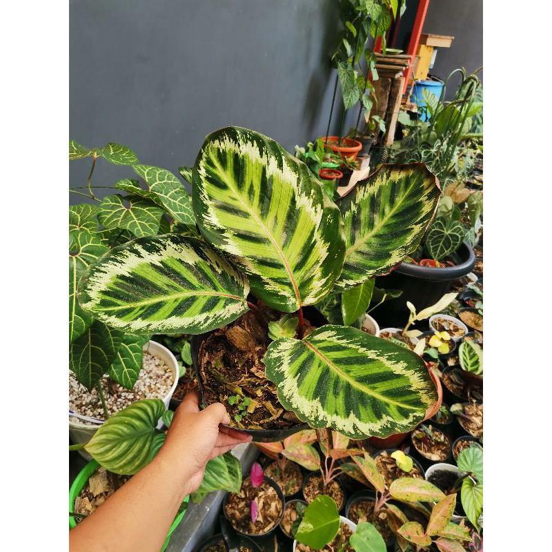 Jual Tanaman hias chalatea angela, calathea angela, chalatea merak ...