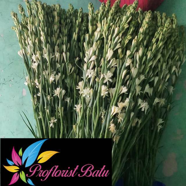 Jual Bunga sedap malam per 1 ikat (isi 10 batang) | Shopee Indonesia