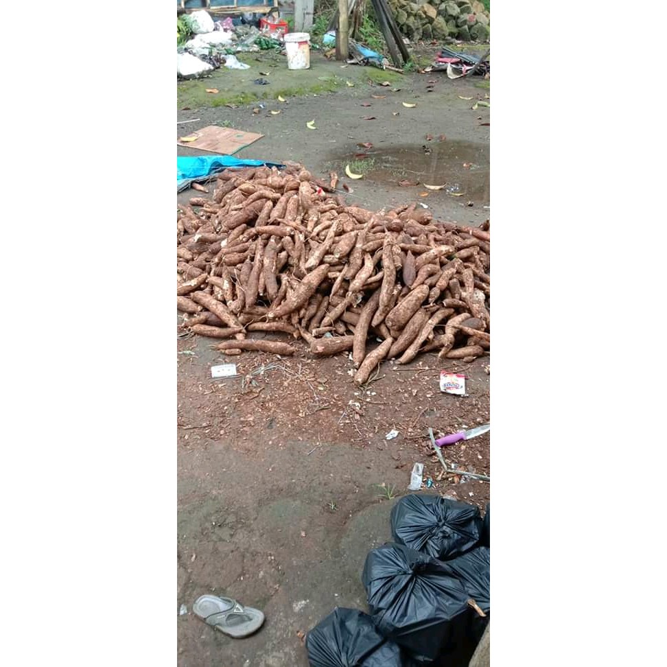 Jual Singkong/ketela pohon/Bageul/per KG | Shopee Indonesia