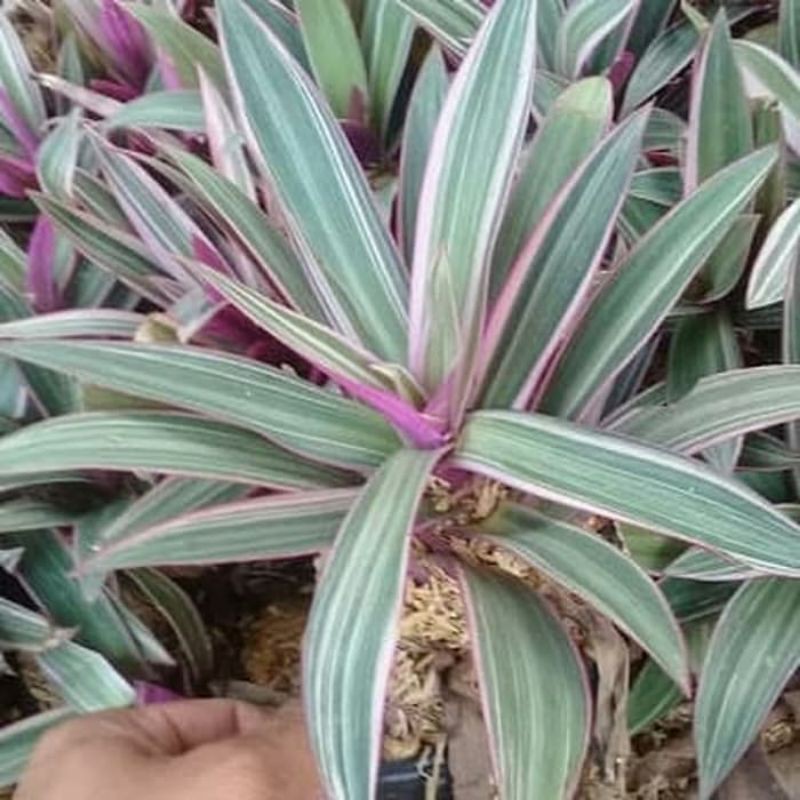 Jual ADAM HAWA VARIGATA(RHOEO DISCOLOR) | Shopee Indonesia
