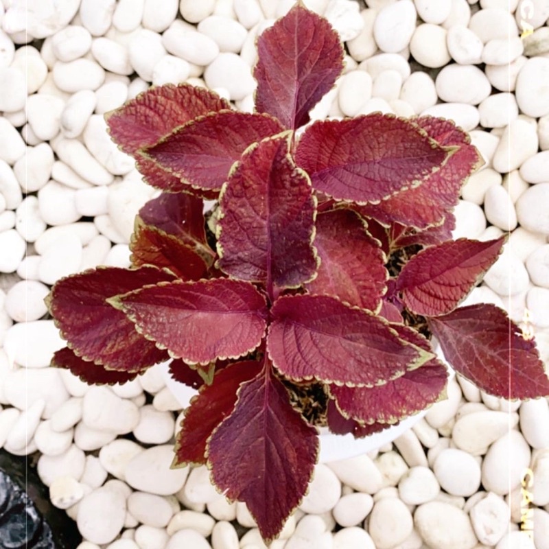 Jual Tanaman Hias Miana Merah - Bunga miana tanaman hias hidup - bunga ...