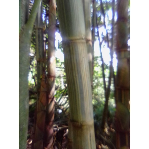 Jual bambu besar diameter 12-14 cm langka 70 cm | Shopee Indonesia